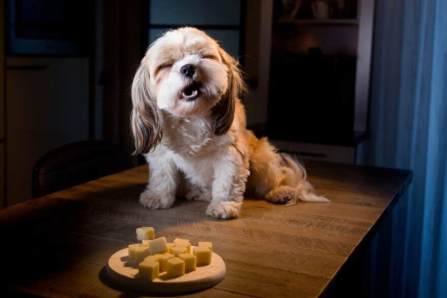 Posso dare al cane le croste del formaggio? Scoprilo subito ...
