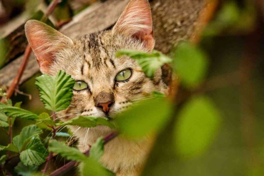 Occhi di gatto...selvatico: una gamma di colori impressionanti e ...
