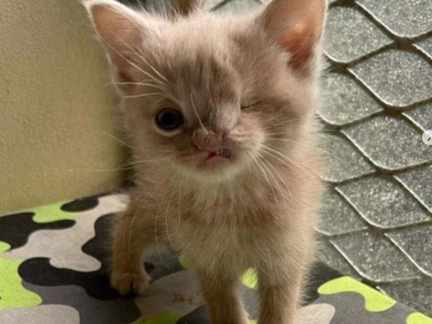 Benny non crescerà mai: la storia di un gatto cucciolo per sempre