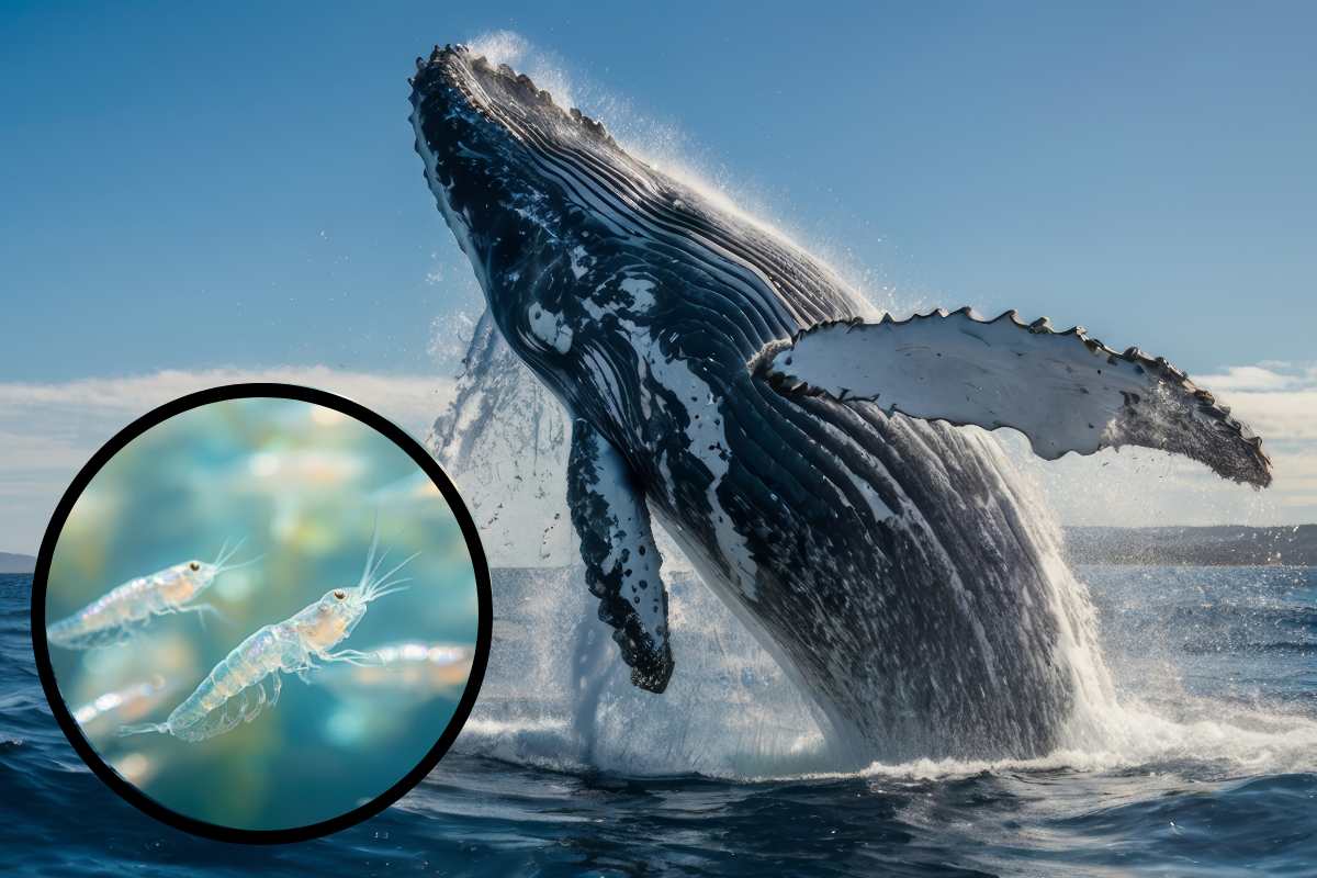 Come la pipì di balena fertilizza gli oceani: la magia della natura