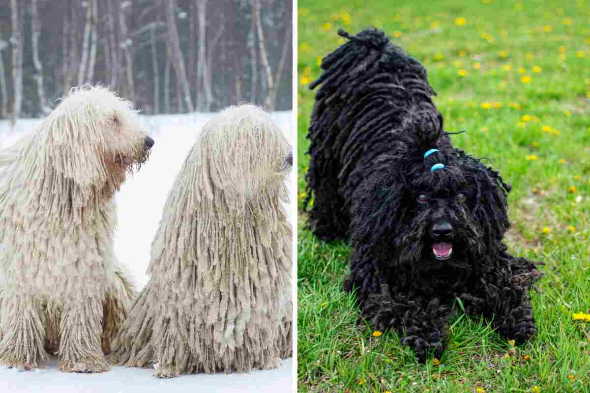 Il pelo di questi cani è davvero unico: le razze mocio irresistibili