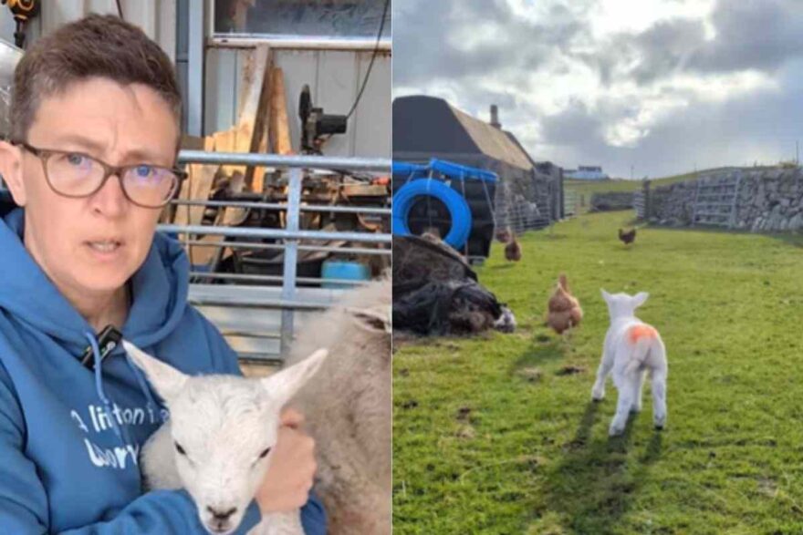 E' una star perché cammina in modo strano: l'agnellino Wonky nato col ...