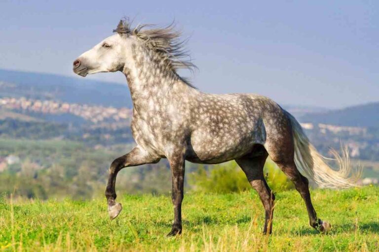 Il Cavallo bianco e le razze equine dal manto grigio