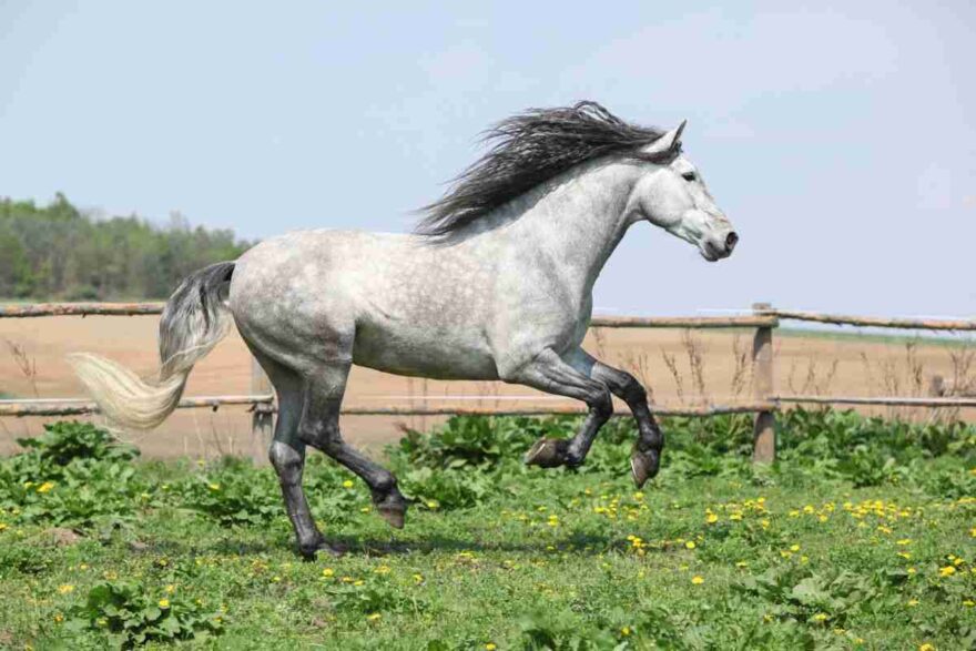 Il Cavallo bianco e le razze equine dal manto grigio