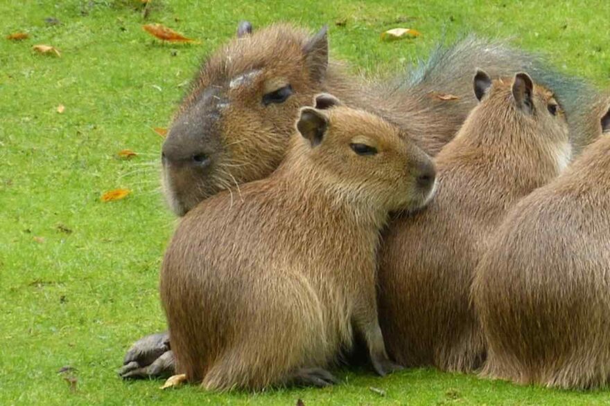 L'irresistibile abitudine del capibara: è l'animale del momento