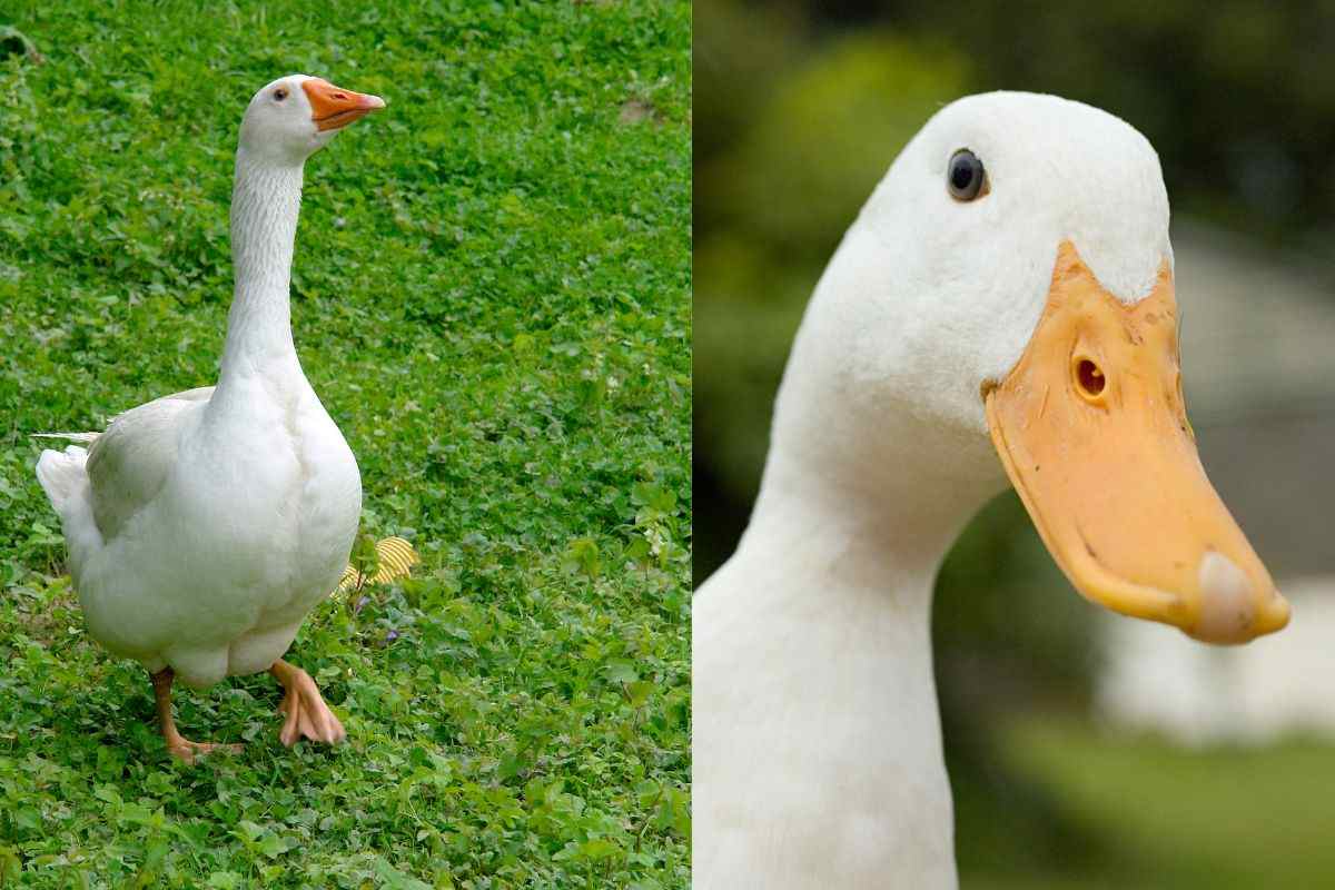 La differenza tra anatra e papera: qual è e come distinguerle