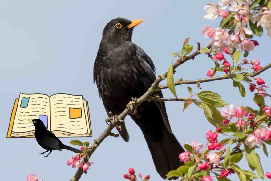 Hai visto un merlo? Ti svelo che cosa significa