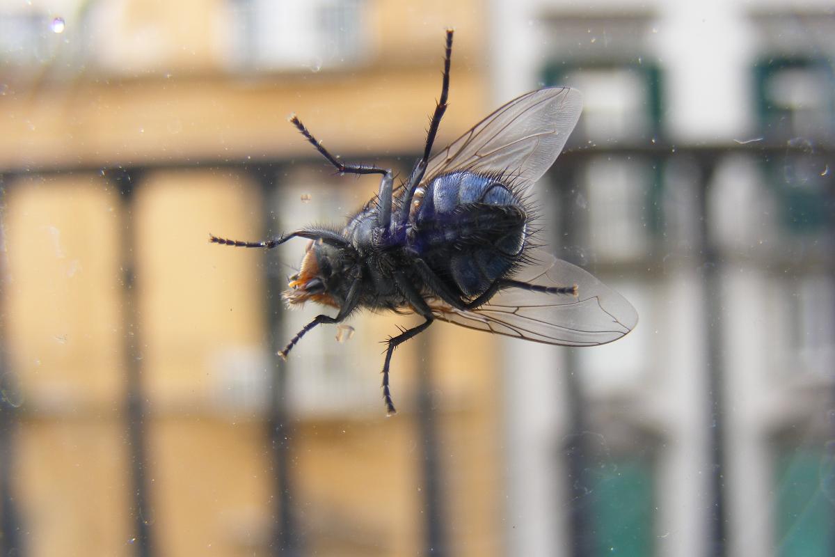 Mosconi: chi sono questi insetti dal volo fastidioso?