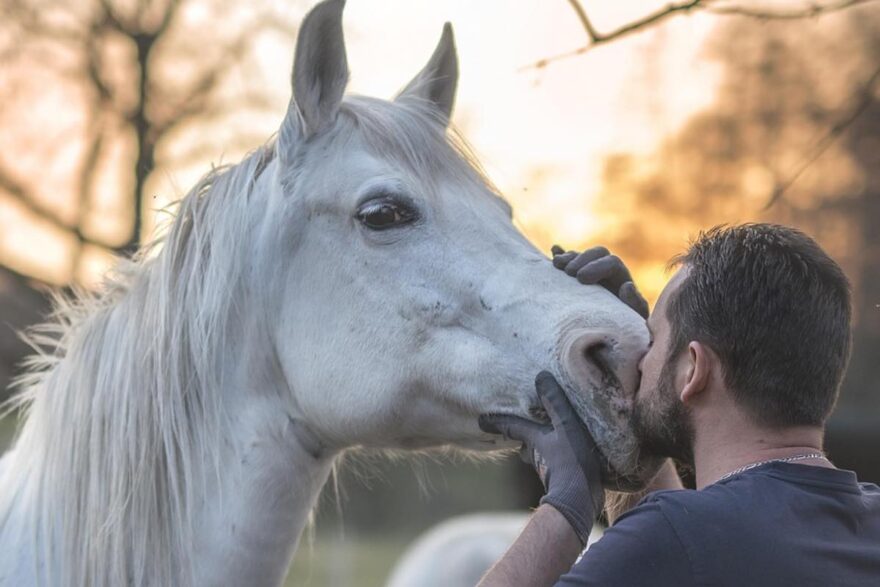 Apparato respiratorio del cavallo: come funziona, come è composto