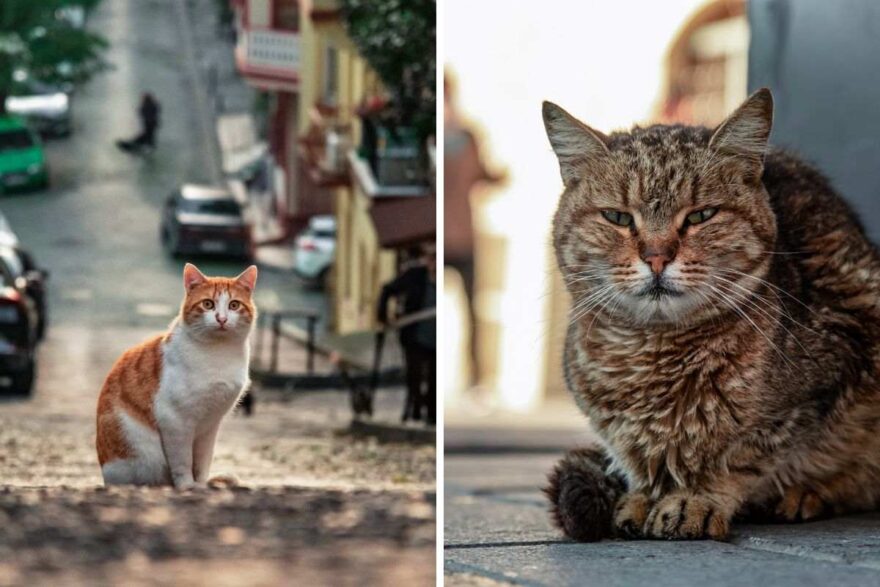 Cosa devi fare se il tuo gatto scompare? Consigli utilissimi