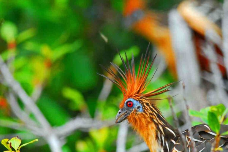Hoatzin, il curioso uccello della giungla dal cattivo odore che sfida ...