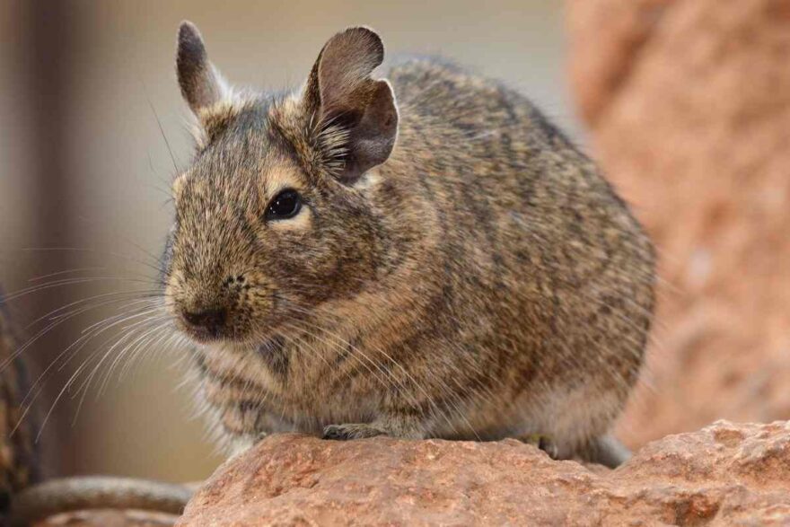 Tutto sul degu, si può tenere in casa? Curiosità e caratteristiche di ...