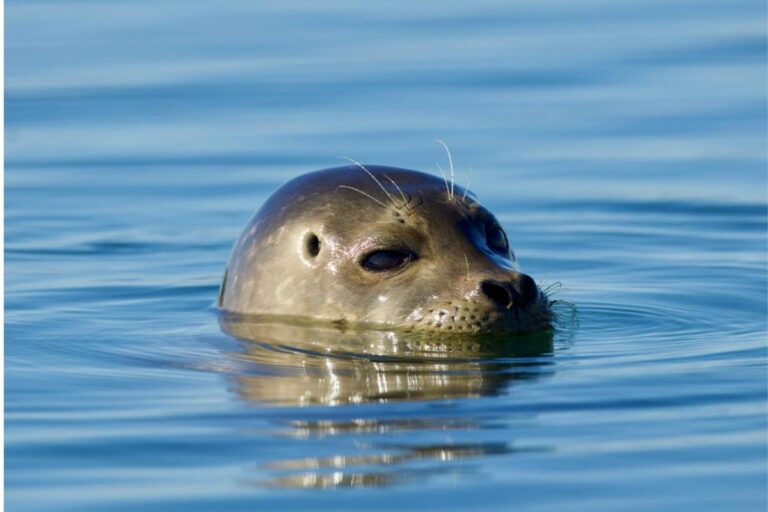 La Foca Monaca: la sirena che incanta il nostro Mar Mediterraneo