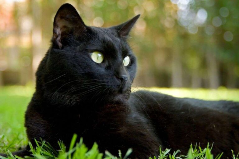 Verità e leggende sul gatto nero: miti e curiosità da scoprire