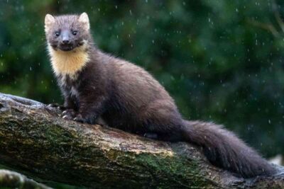 La martora: caratteristiche, habitat e alimentazione