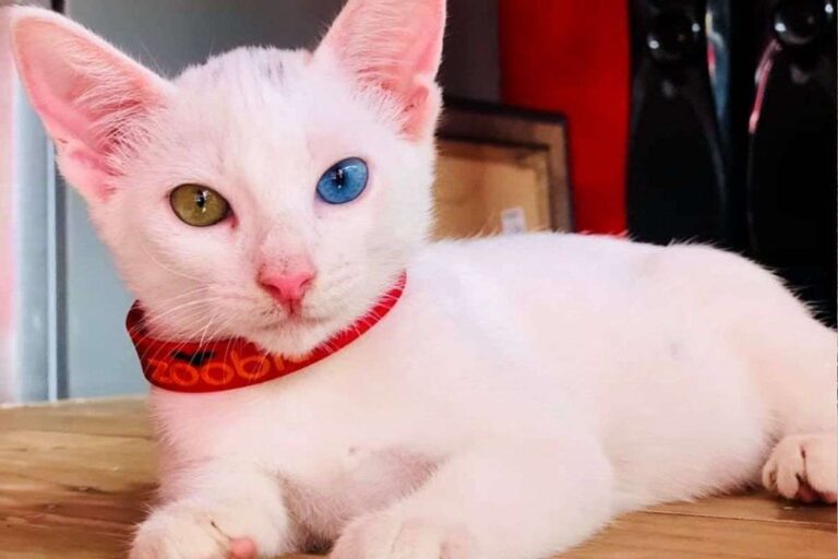 Un mondo a colori o in bianco e nero? Ecco come vedono i gatti e tutto ...