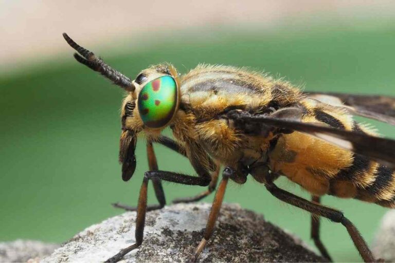 La mosca cavallina e i suoi morsi: tutto quello che devi sapere