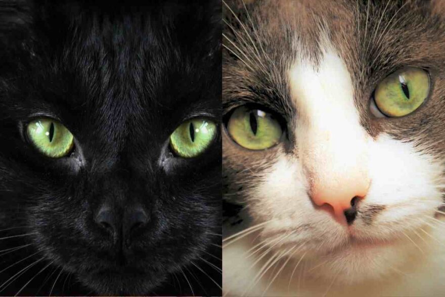 Un mondo a colori o in bianco e nero? Ecco come vedono i gatti e tutto ...