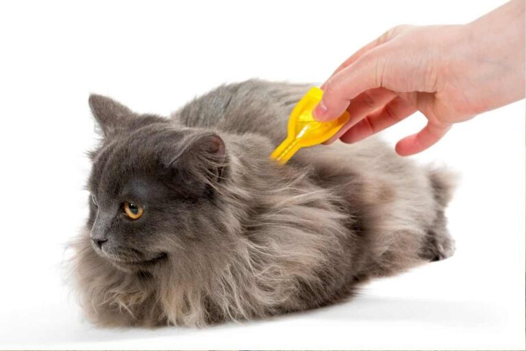 Sarà un gioco da ragazzi: come togliere una zecca al gatto senza difficoltà