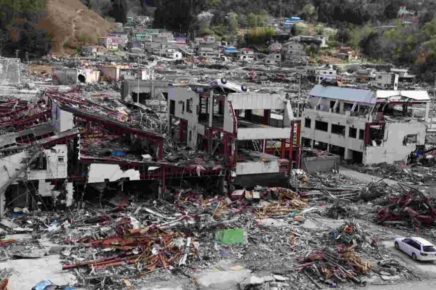 Tsunami e animali: quali sono gli effetti su di loro? Scopriamolo insieme