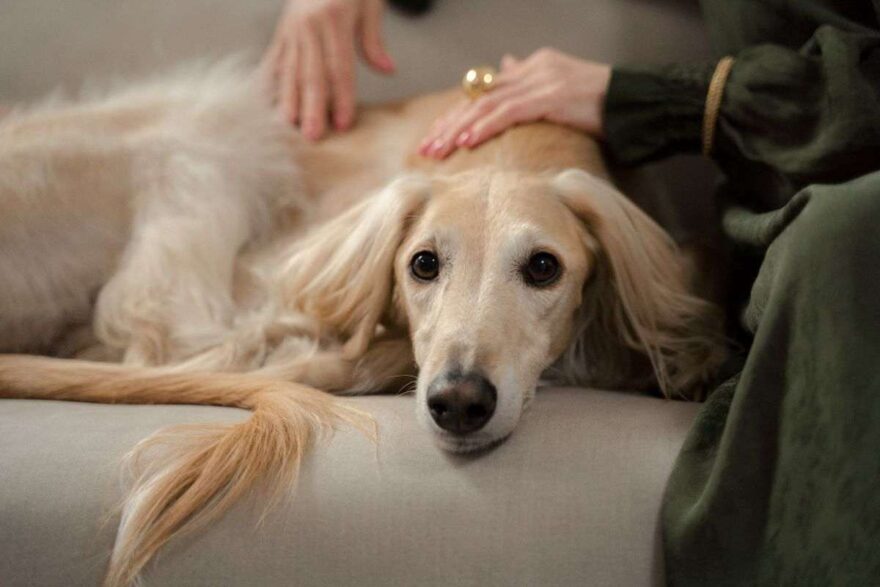 Il tuo cane potrebbe avere un tumore: ecco come scoprirlo e agire in tempo