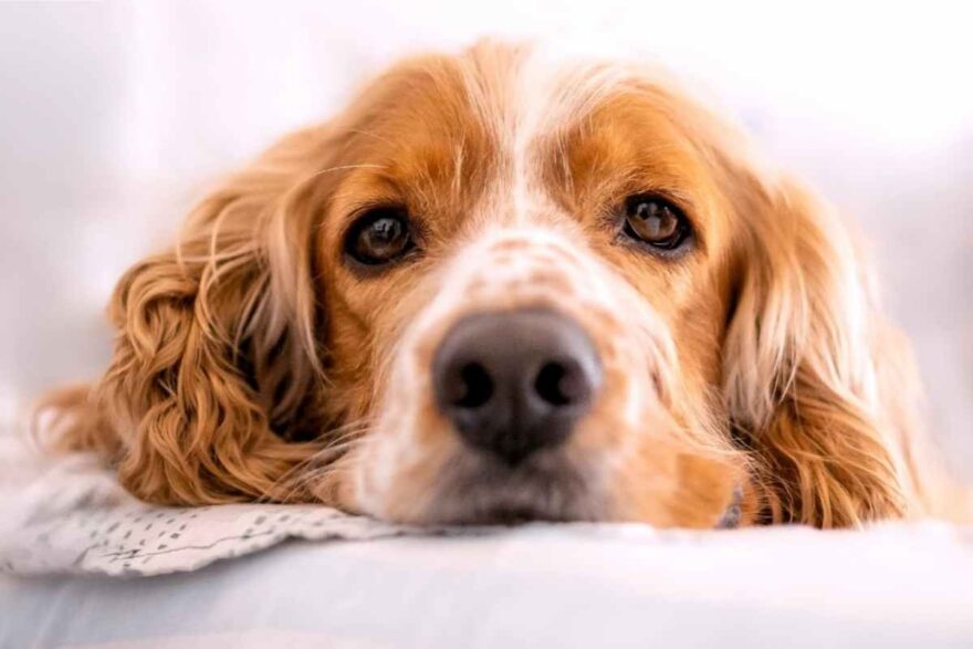 Perché i cani hanno imparato a fare lo “sguardo da cane bastonato”: la ...