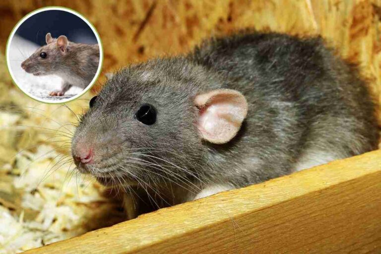 Si può avere un ratto come animale domestico?