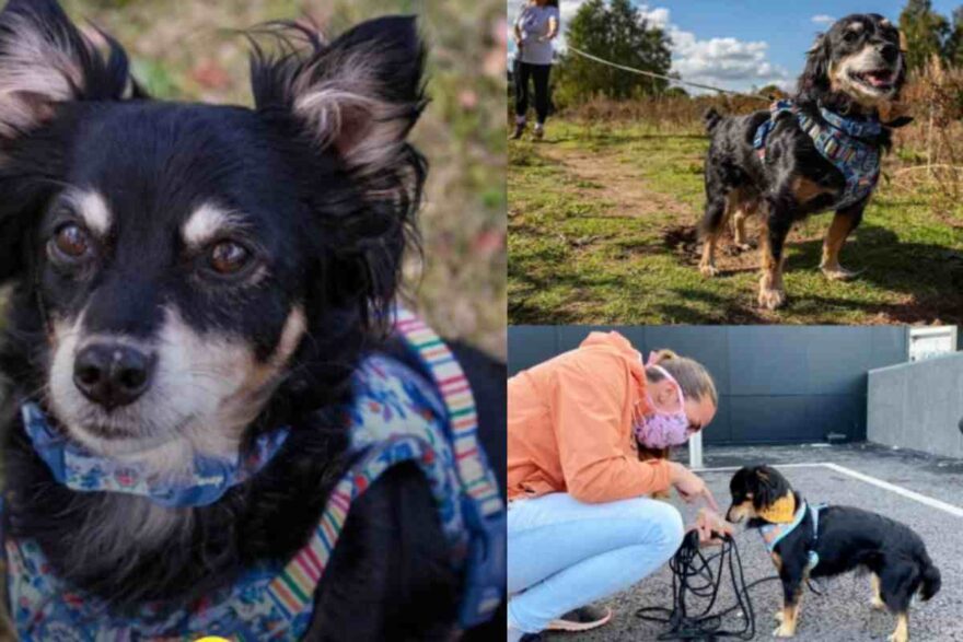 Il cane detective salvato dall'eutanasia: "Ha ritrovato moltissimi ...