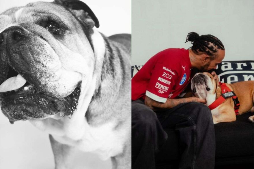 Il mondo degli animali su www.amoreaquattrozampe.it