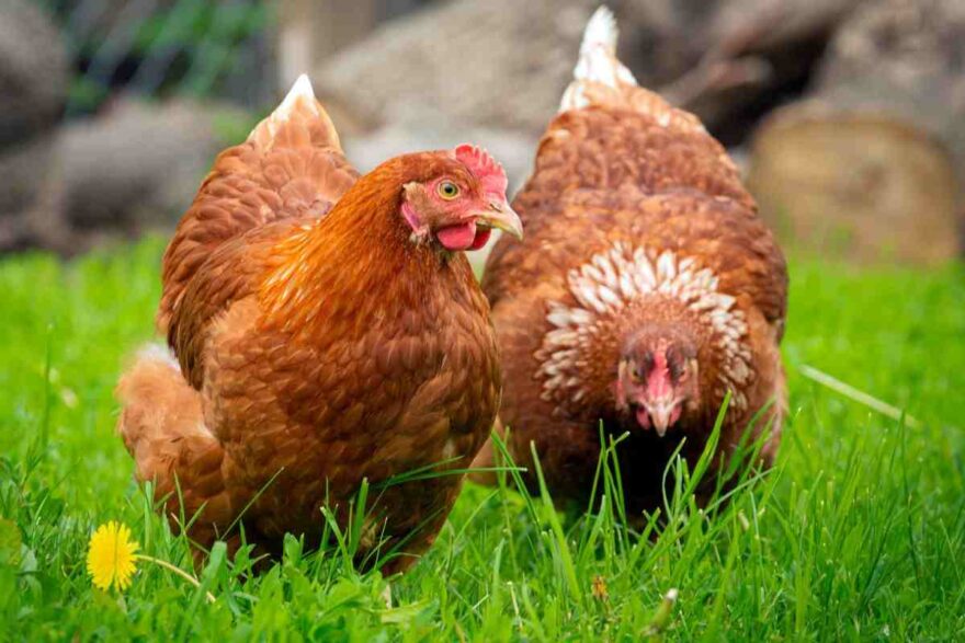 Mangimi per galline ovaiole: cosa dare da mangiare per una salute di ferro