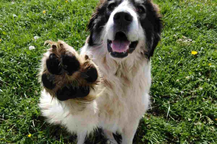 Hai notato che il tuo cane ogni tanto zoppica a freddo? Cosa fare e ...