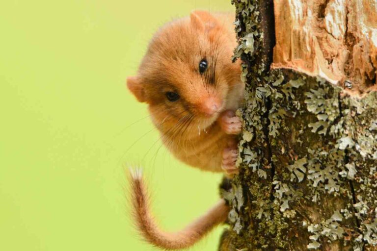 Comportamento del mini ghiro africano: come decifrare i segnali