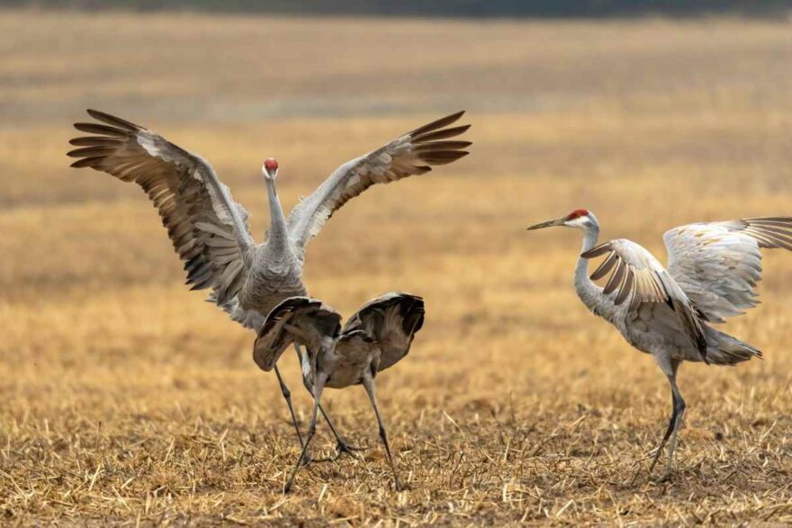 In questi giorni guarda il cielo: stanno per arrivare gli uccelli più ...