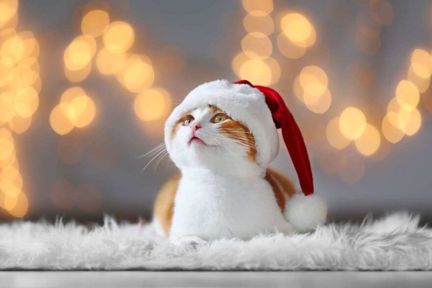 Ospiti a casa per le feste di Natale: come aiutare il gatto a stare ...