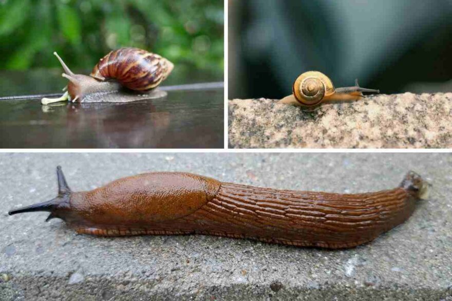 Lumaca, chiocciola e limaccia, non sono lo stesso animale: ecco perché