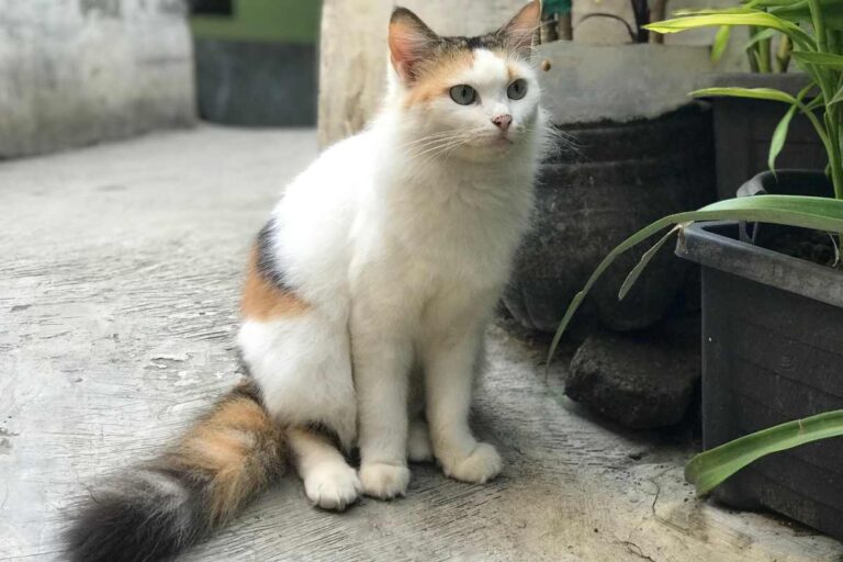 Rifugio per gatti vicino al carcere: 280mila euro per Padova