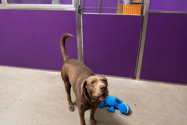 Tutti pensavano che Dallas fosse un cane difficile, poi hanno letto il ...